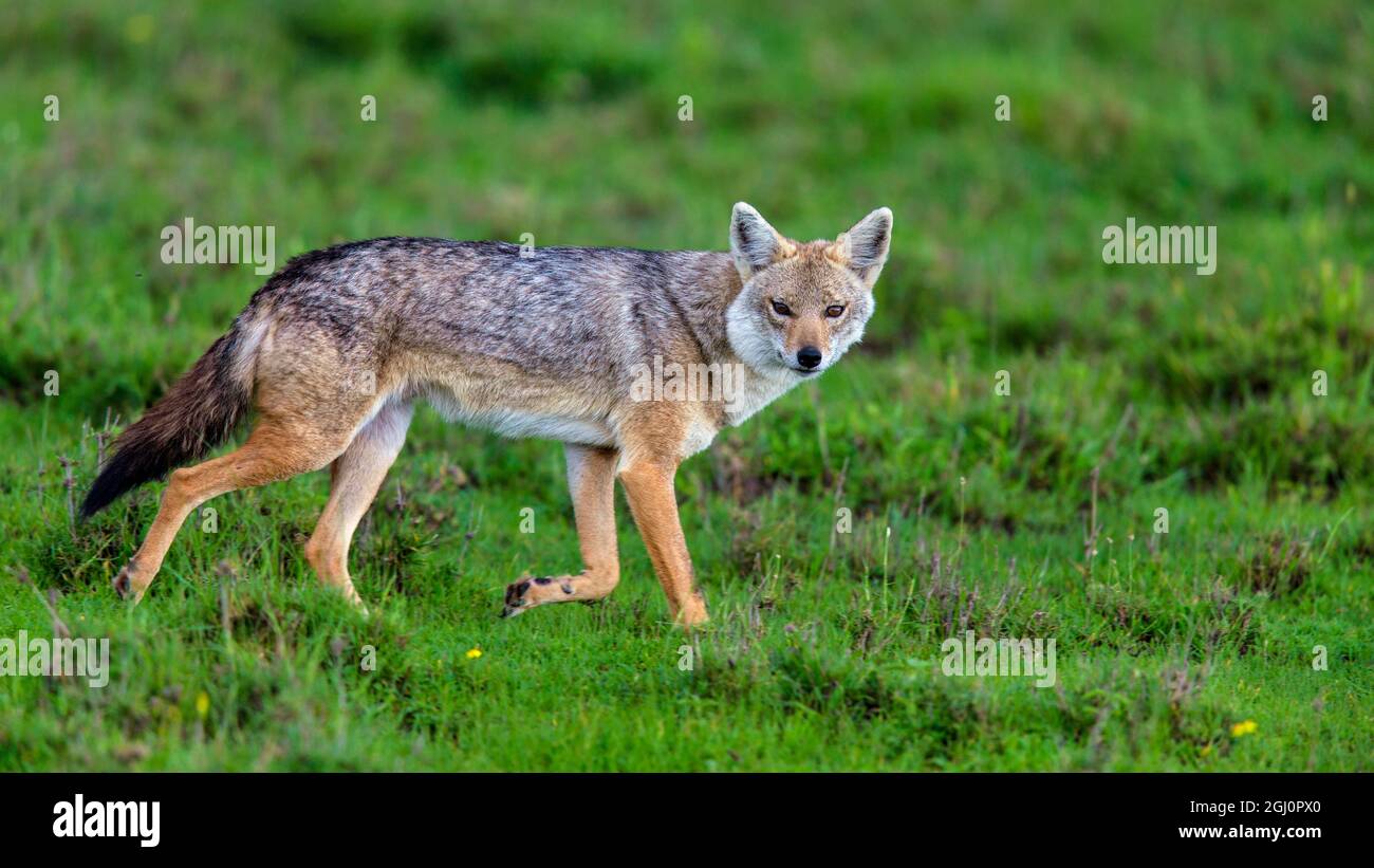Canis aureus in hi-res stock photography and images - Alamy