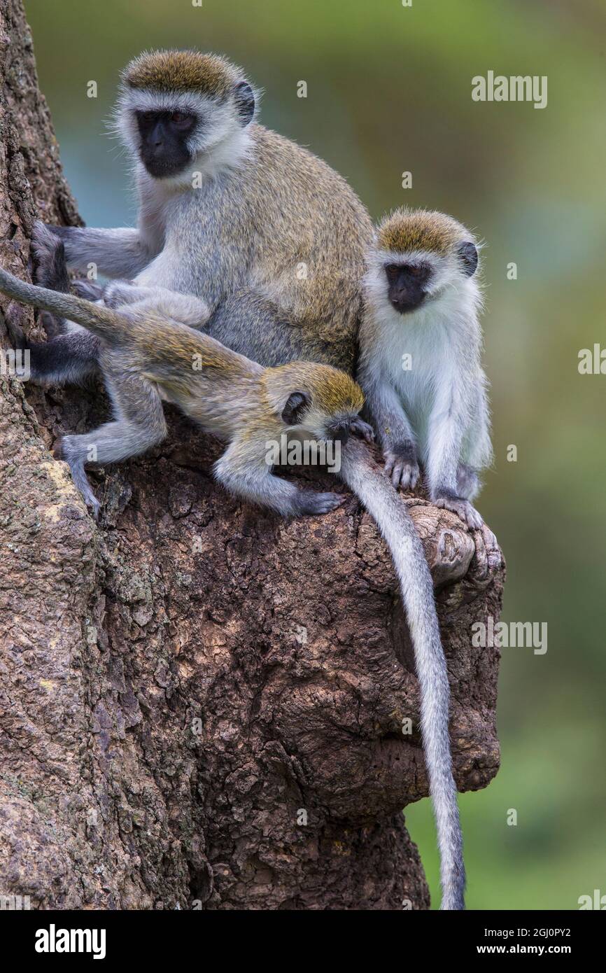 Africa. Tanzania. Vervet monkey (Chlorocebus pygerthrus) female and ...