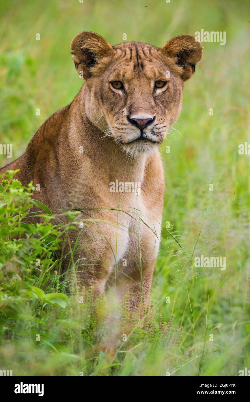 Africa. Tanzania. African lioness (Panthera leo) at Tarangire NP Stock ...