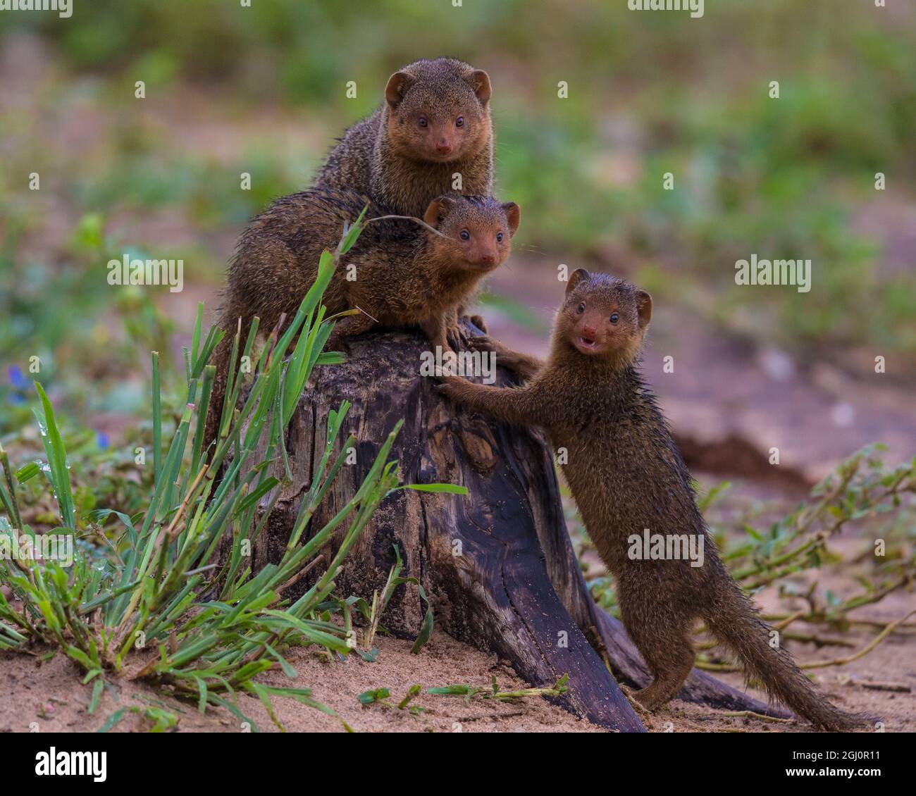 Africa. Tanzania. Dwarf mongoose family (Helogale parvula) in Tarangire ...