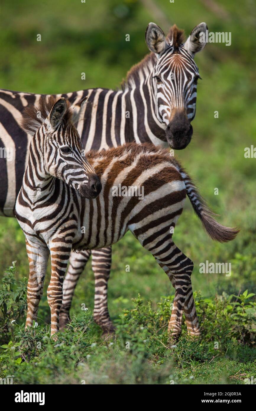 Africa. Tanzania. Female Zebra (Equus quagga) with colt in Serengeti NP ...