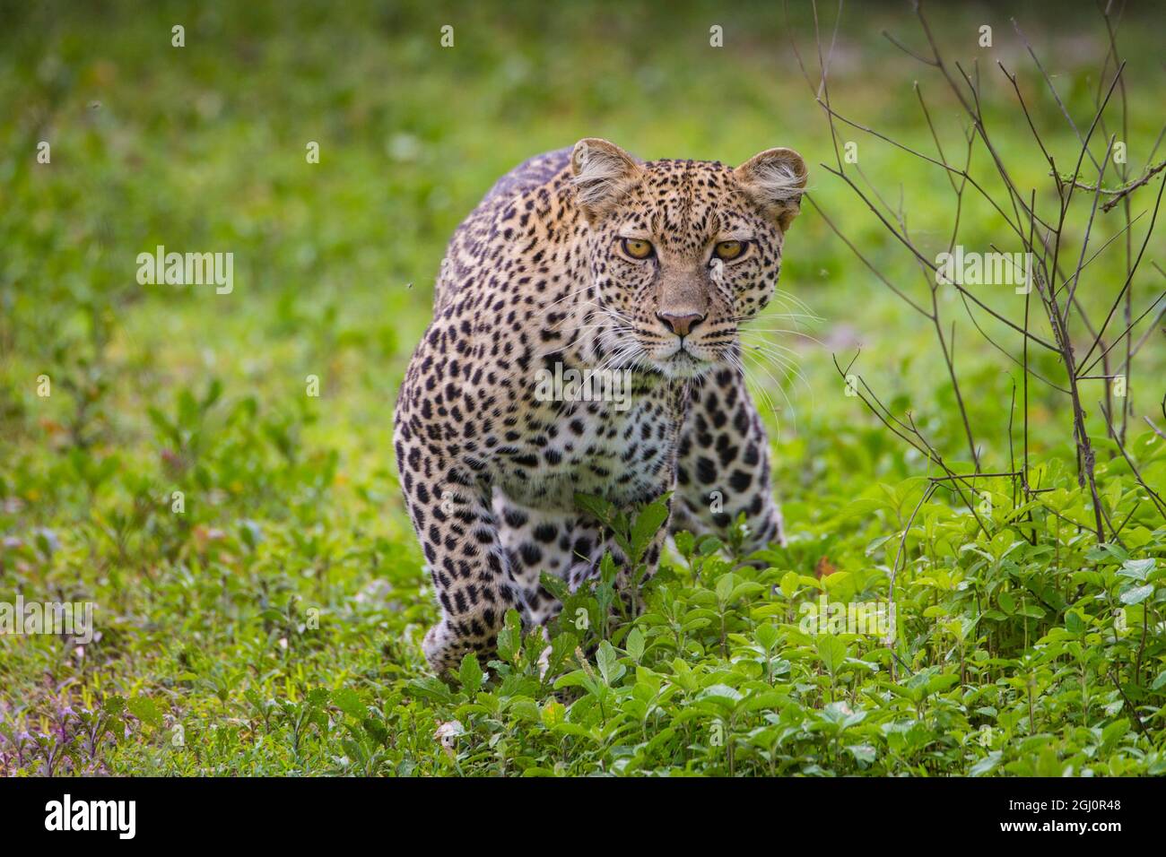Africa. Tanzania. African leopard (Panthera pardus) stalking prey in ...