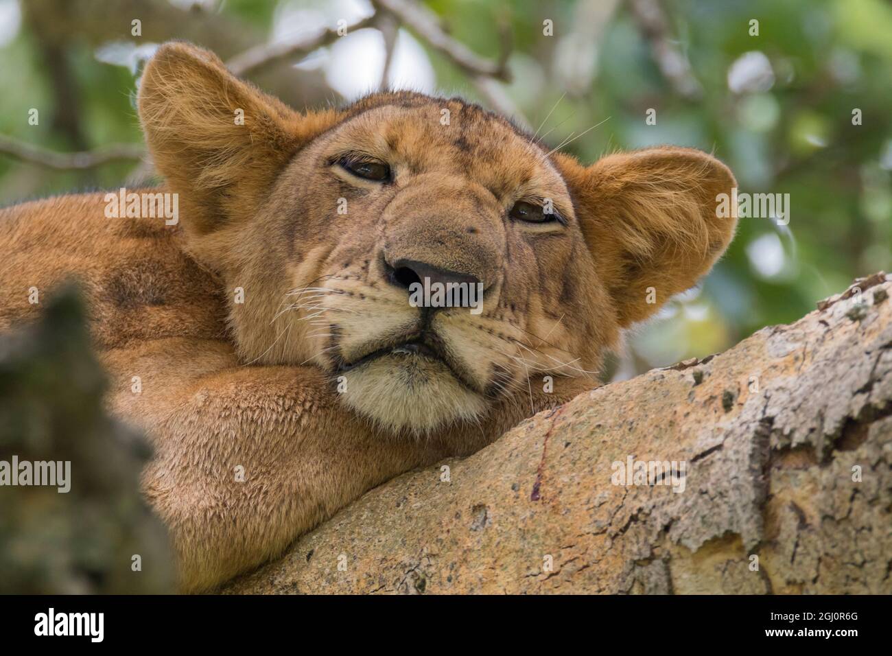 Africa, Uganda, Ishasha, Queen Elizabeth National Park. Lioness ...