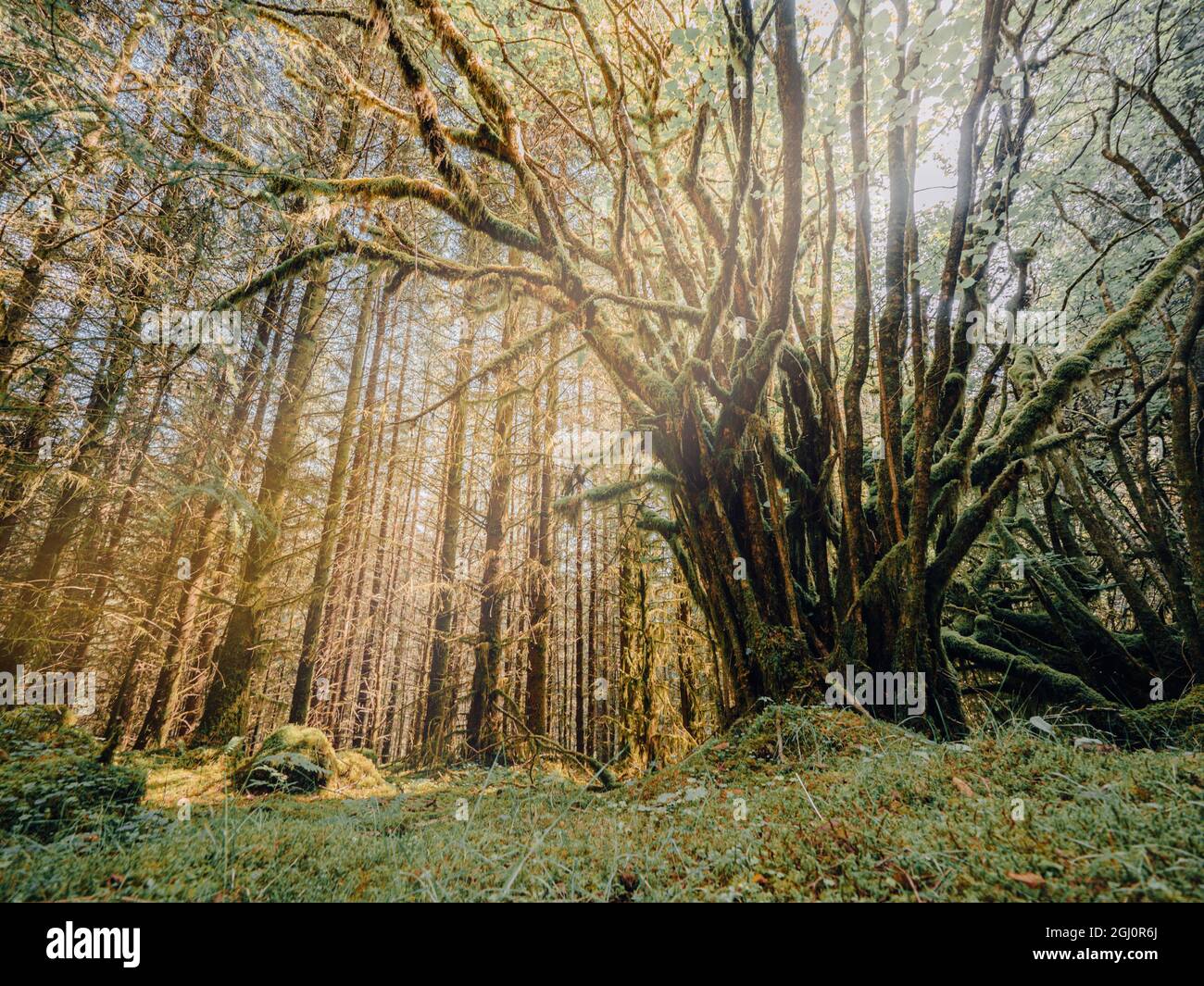 Mystical forest pathways and moss covered trees in a lush forest in the ...