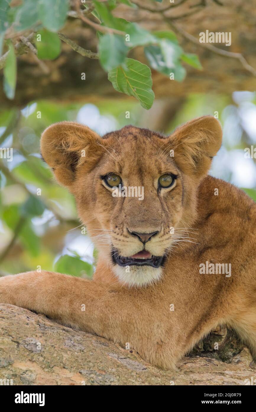 Africa, Uganda, Ishasha, Queen Elizabeth National Park. Lioness ...