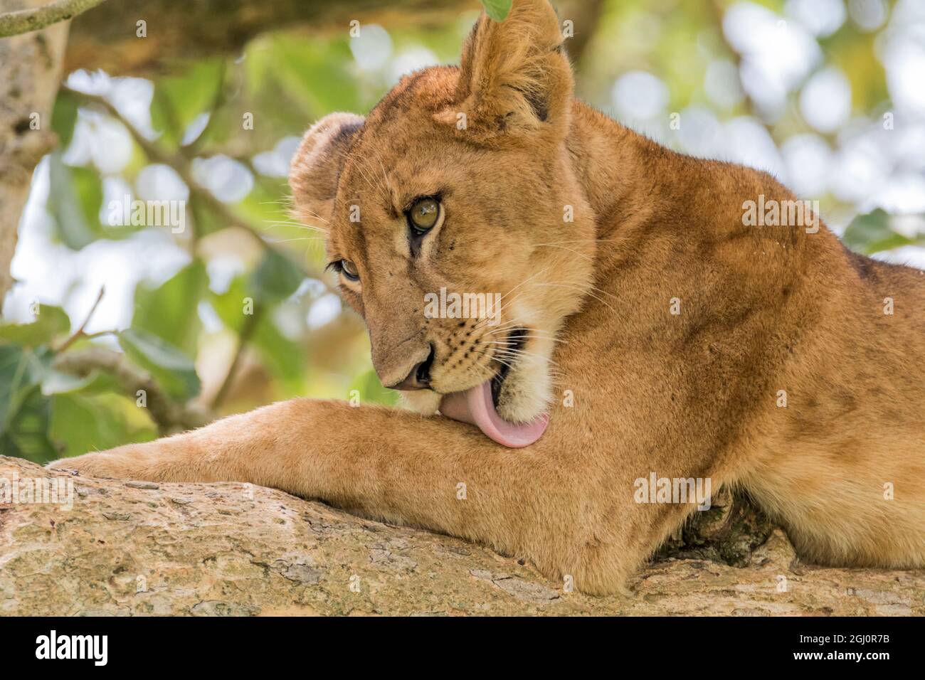 Africa, Uganda, Ishasha, Queen Elizabeth National Park. Lioness ...