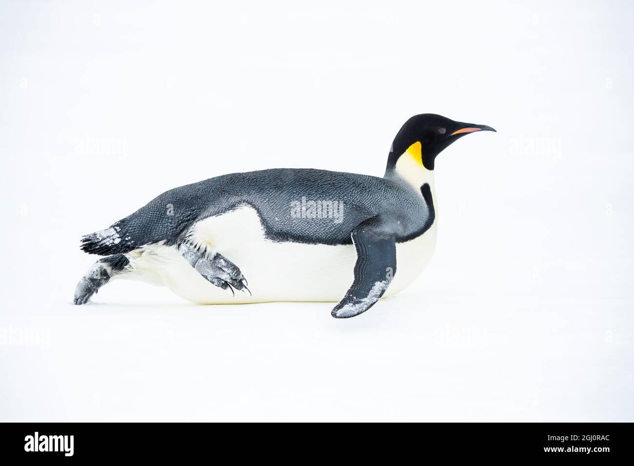 Snow Hill Island, Antarctica. Adult Emperor penguin tobogganing to save ...