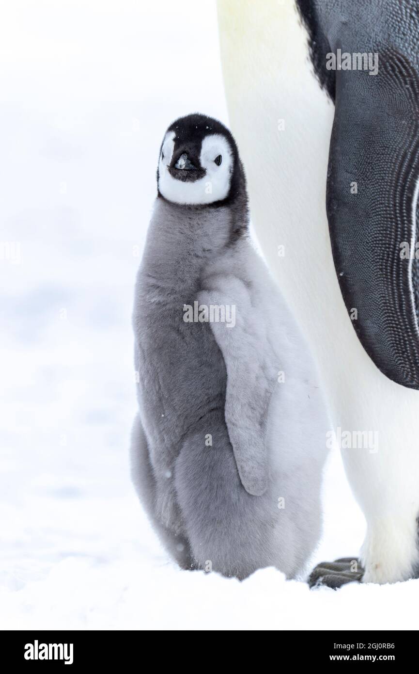 Antarctica penguin chick hatching hi-res stock photography and images ...