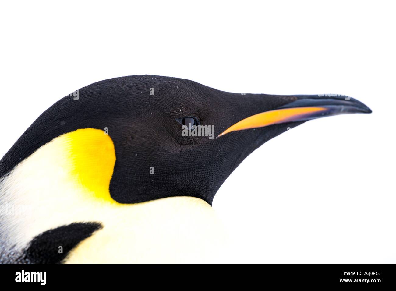 Snow Hill Island, Antarctica. Close-up emperor penguin side portrait ...