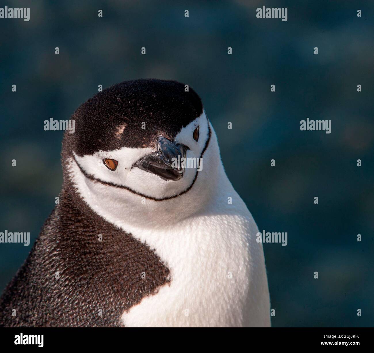 Antarctica, penguin, headshot Stock Photo - Alamy