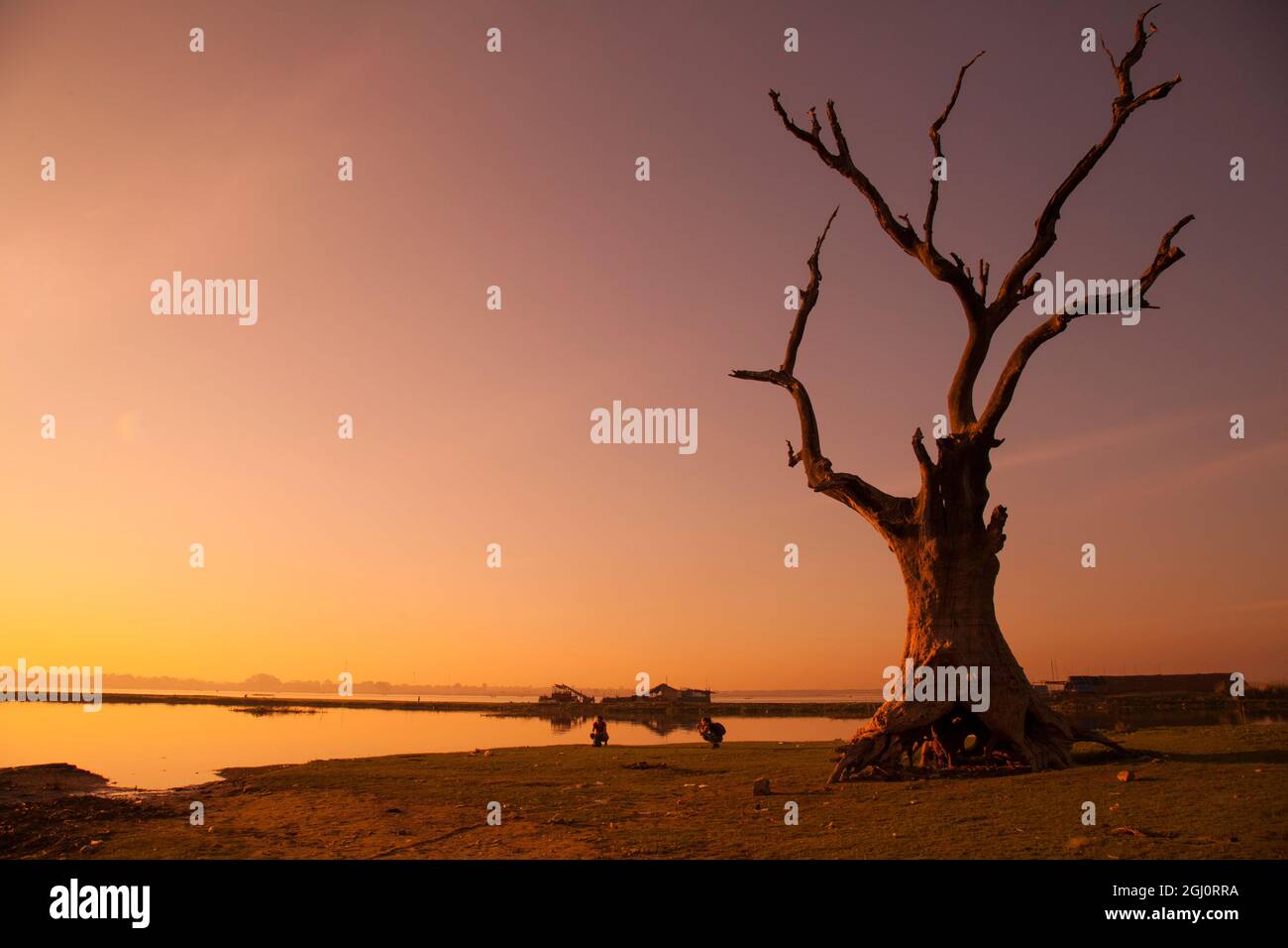 Lone tree in Myanmar Stock Photo - Alamy