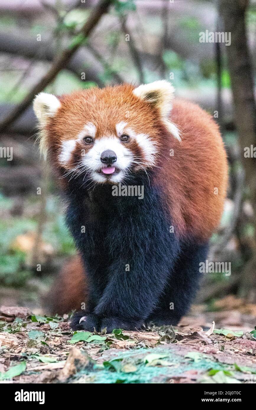 Asia, China, Sichuan Province, Cheng Du, Red Panda Stock Photo - Alamy