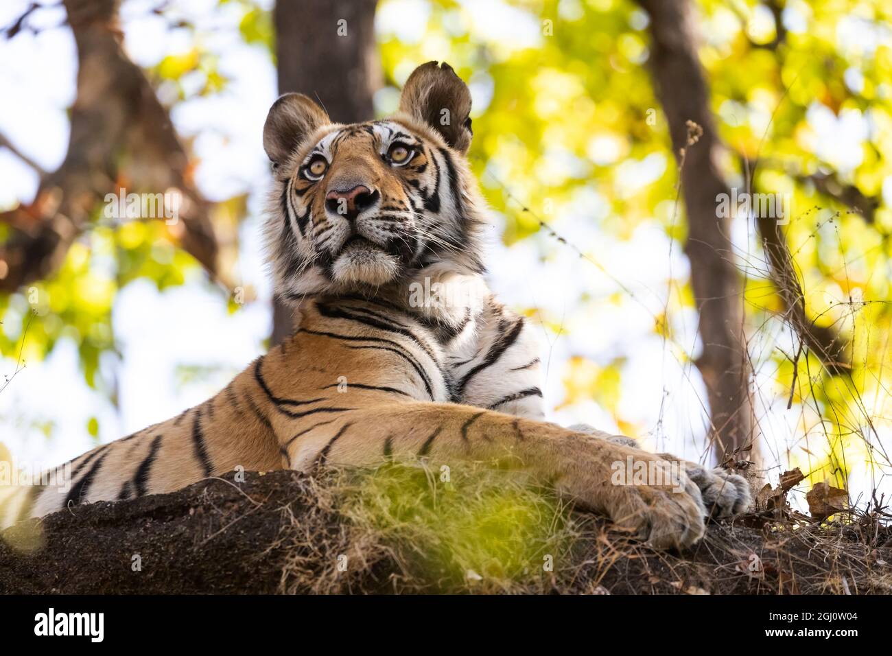 India, Madhya Pradesh, Bandhavgarh National Park. A young Bengal tiger ...