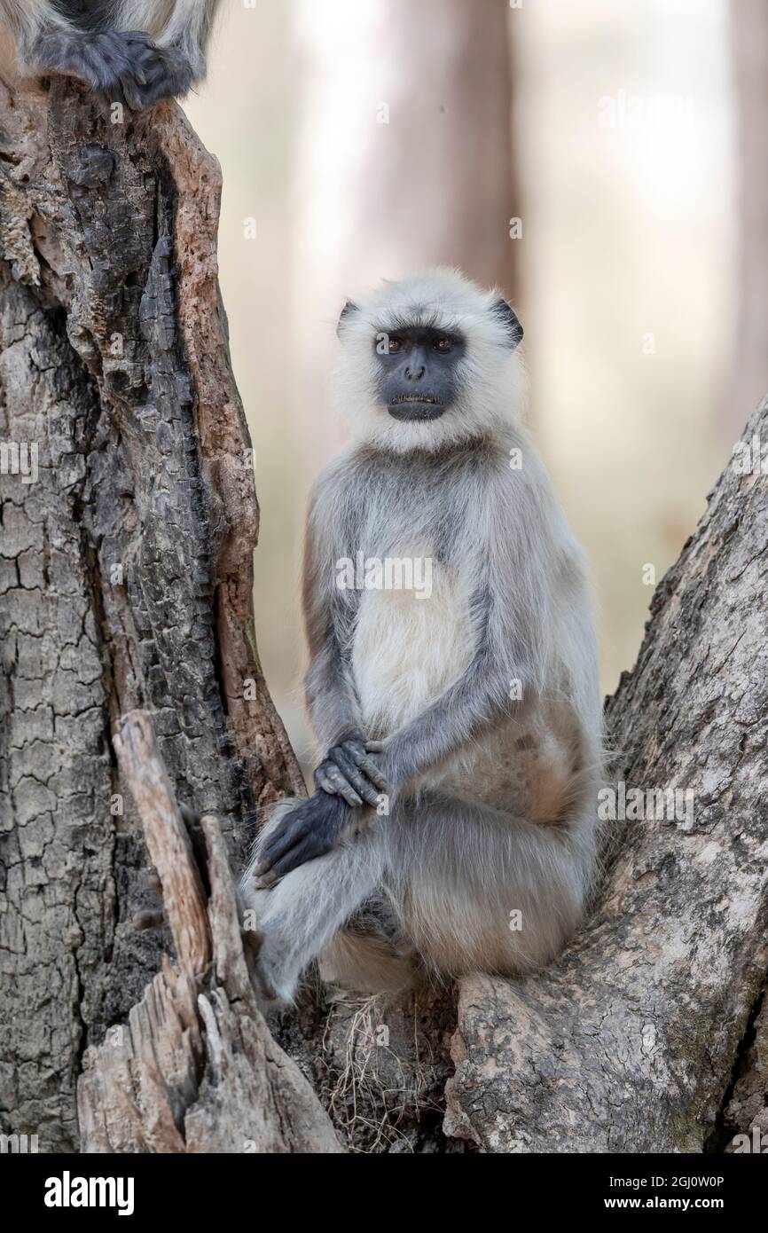 India, Madhya Pradesh, Kanha National Park. Portrait of a northern ...