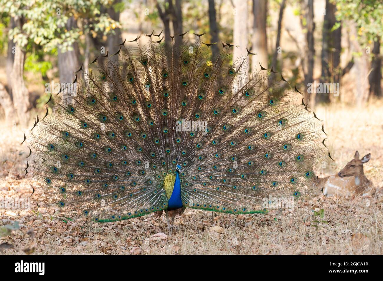 India, Madhya Pradesh, Kanha National Park. A male Indian peafowl ...