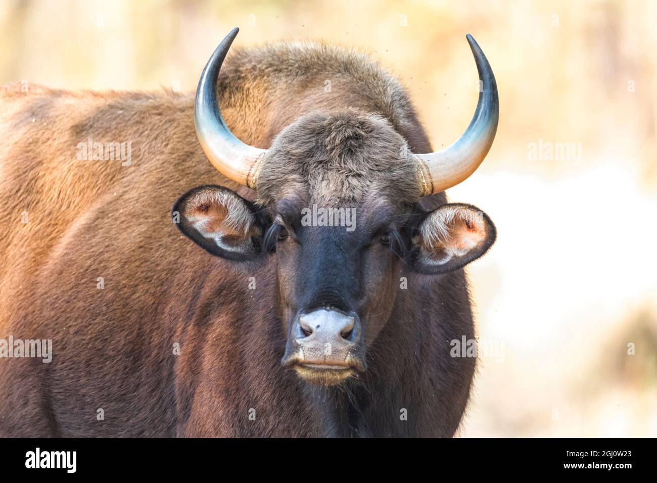 India, Madhya Pradesh, Kanha National Park. Portrait of a gaur cow ...