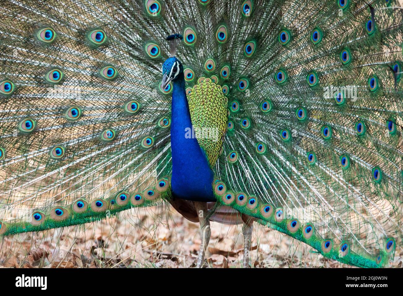 India, Madhya Pradesh, Kanha National Park. An male Indian peafowl ...