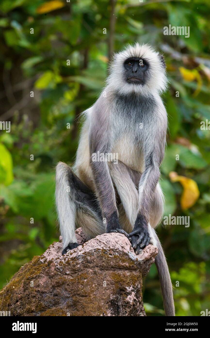 Asia. India. Grey langur, or Hanuman langur (Semnopithecus entellus) at ...
