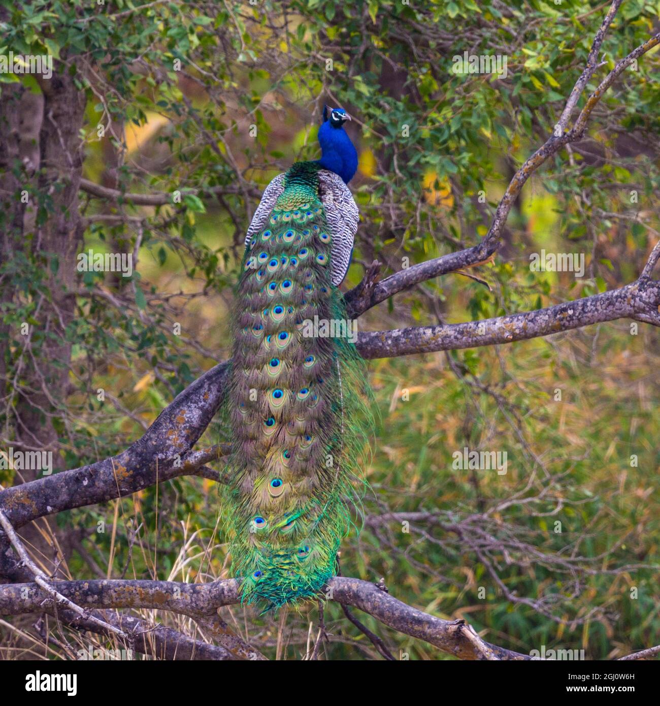 Asia. India. Peacock (Pavo cristatus) on display at Bandahavgarh Tiger ...