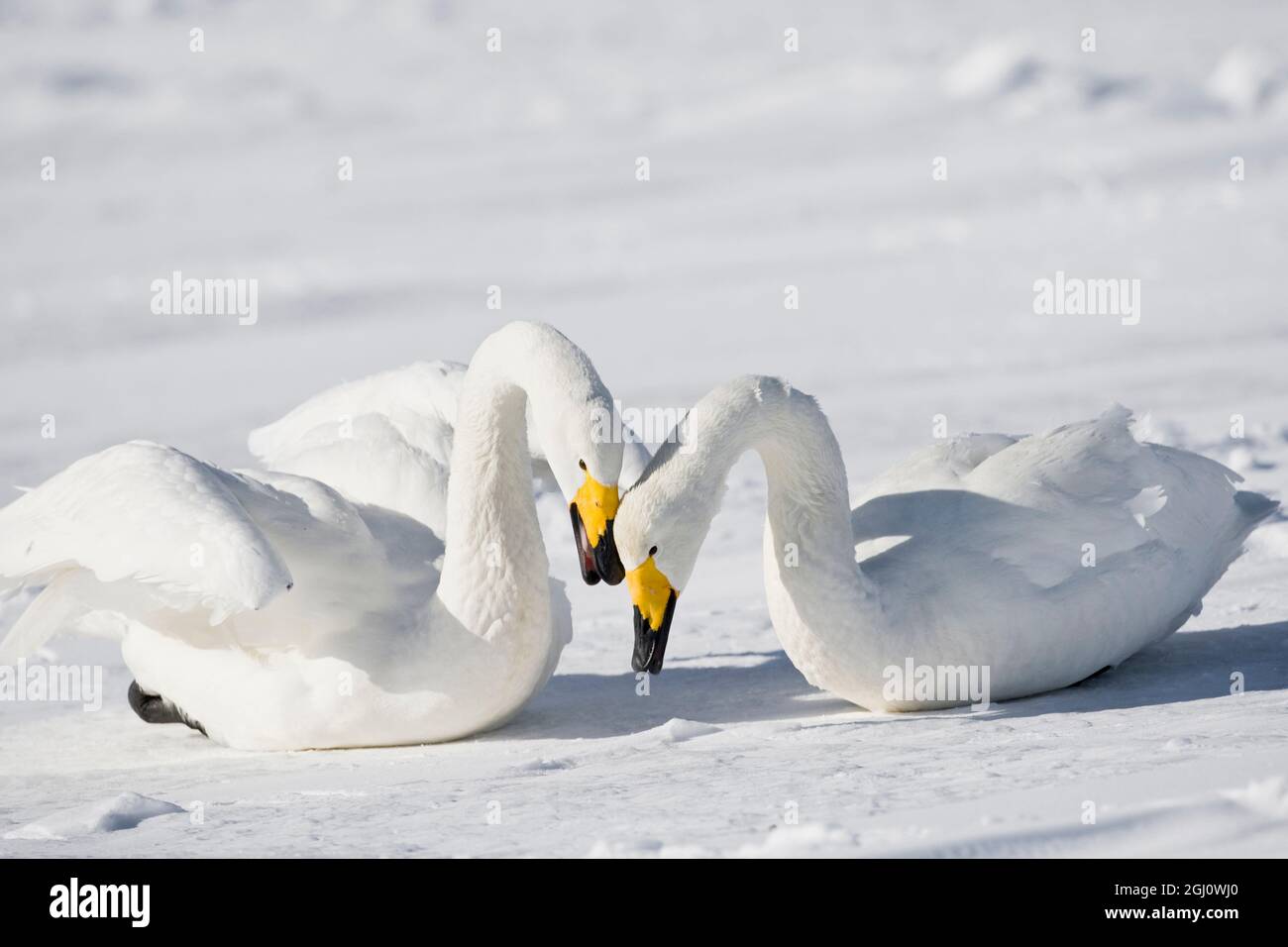 Asia, Japan, Hokkaido, Lake Kussharo, whooper swan, Cygnus cygnus. Two ...