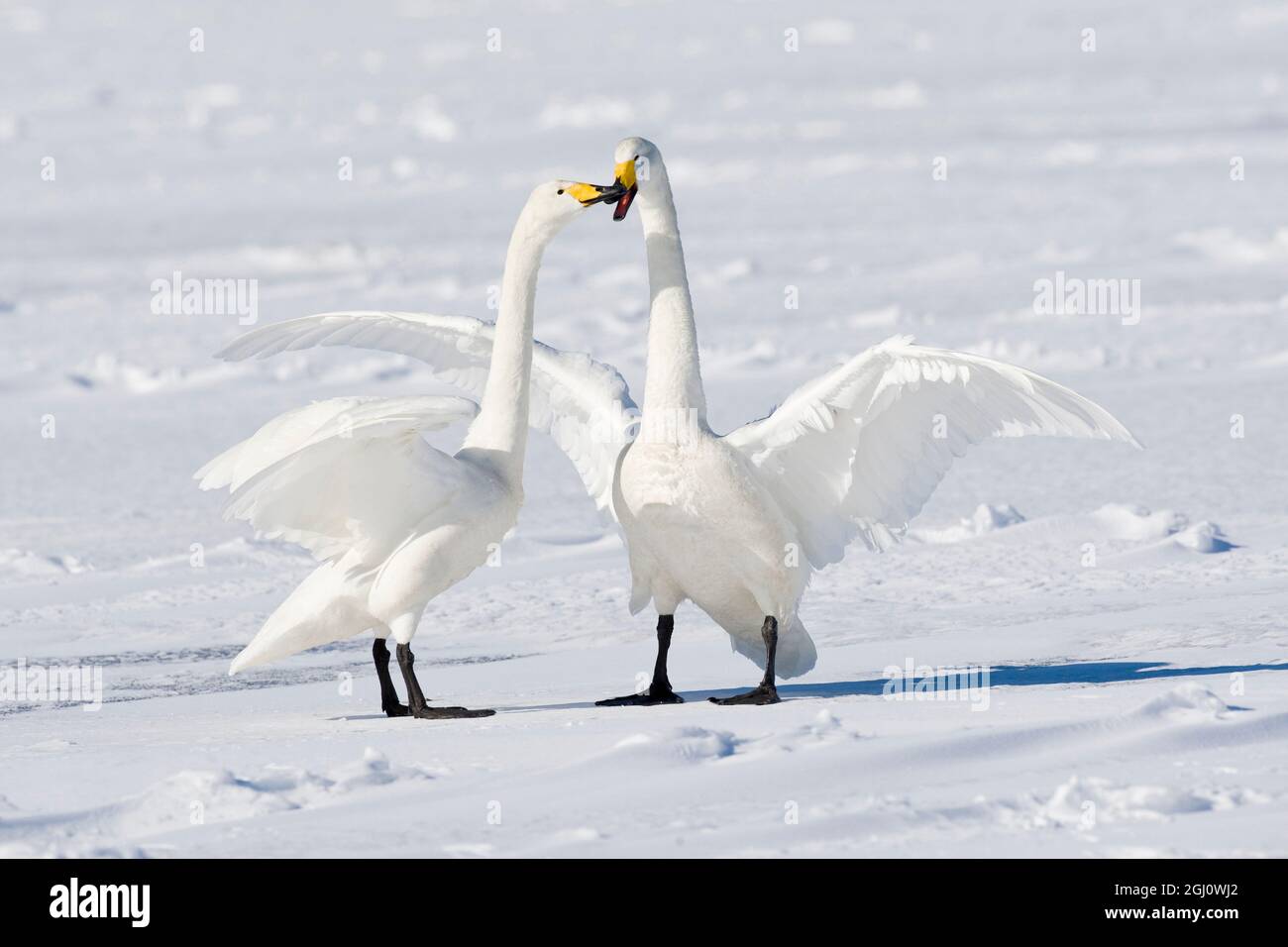 Asia, Japan, Hokkaido, Lake Kussharo, whooper swan, Cygnus cygnus. Two ...