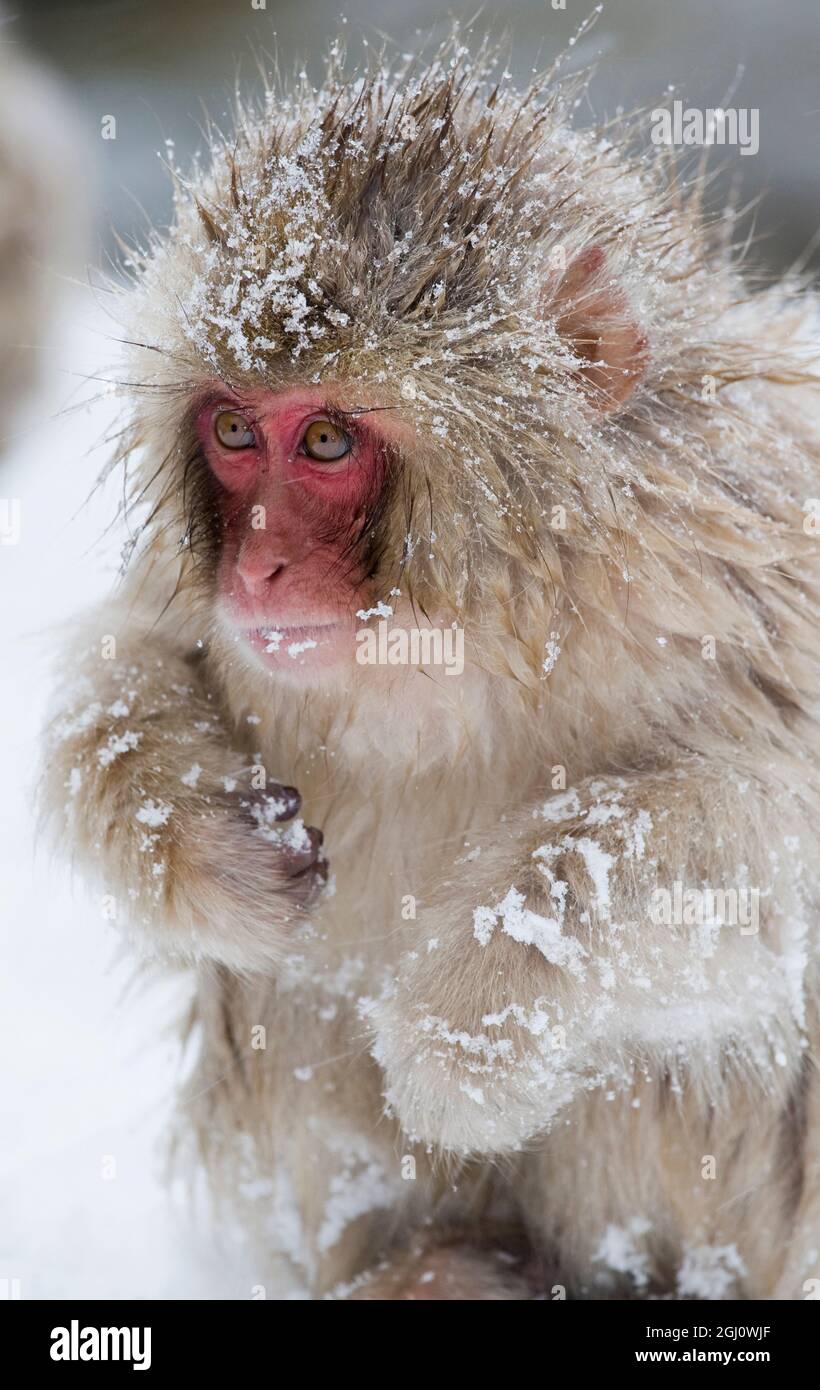 Asia, Japan, Nagano, Jigokudani Yaen Koen, Snow Monkey Park, Japanese ...