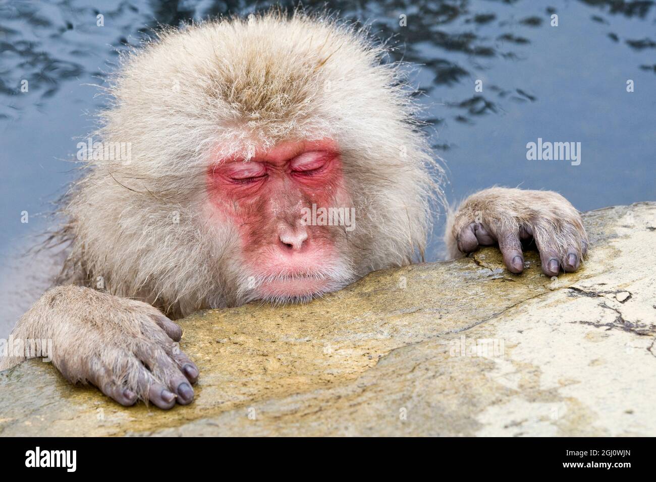 Asia, Japan, Nagano, Jigokudani Yaen Koen, Snow Monkey Park, Japanese ...