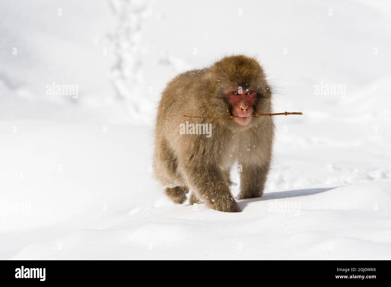 Asia, Japan, Nagano, Jigokudani Yaen Koen, Snow Monkey Park, Japanese ...