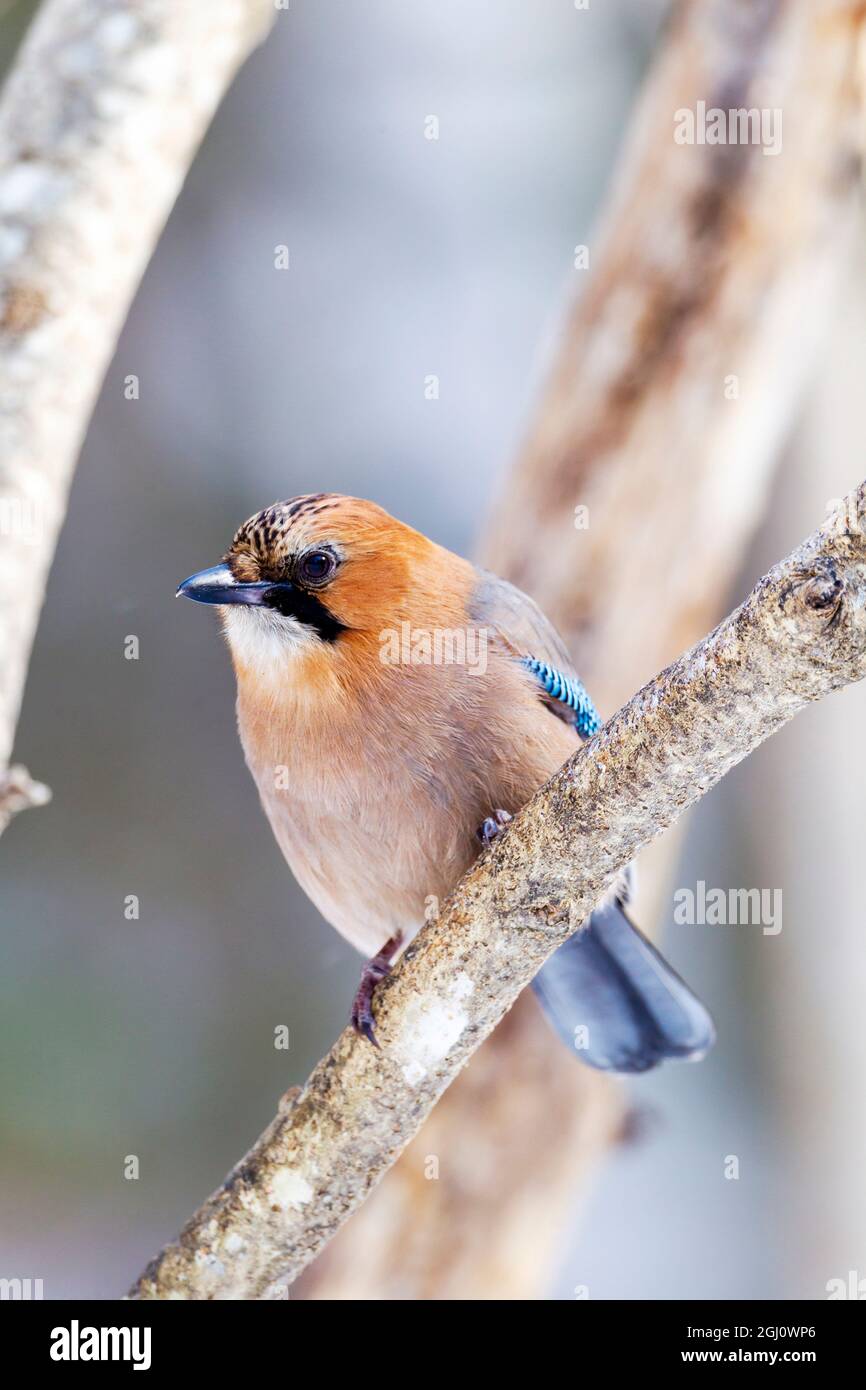 Asia, Japan, Hokkaido, Lake Kussharo, Eurasian jay, Garrulus glandarius ...