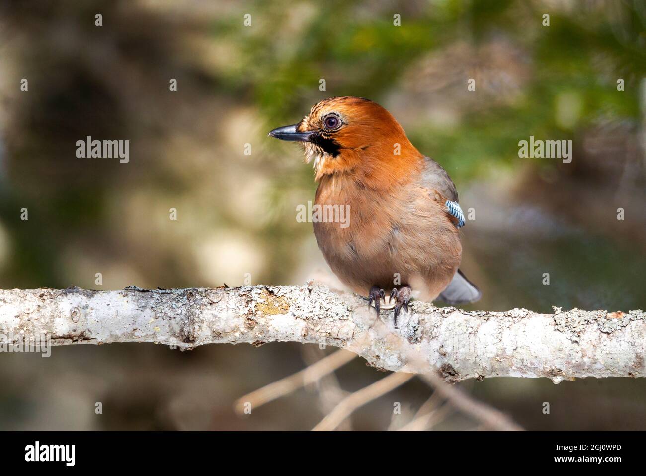 Asia, Japan, Hokkaido, Lake Kussharo, Eurasian jay, Garrulus glandarius ...