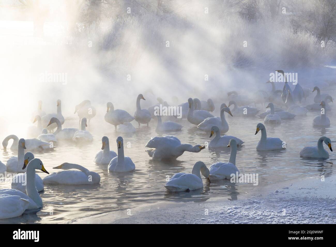 Asia, Japan, Hokkaido, Lake Kussharo, whooper swan, Cygnus cygnus. A ...