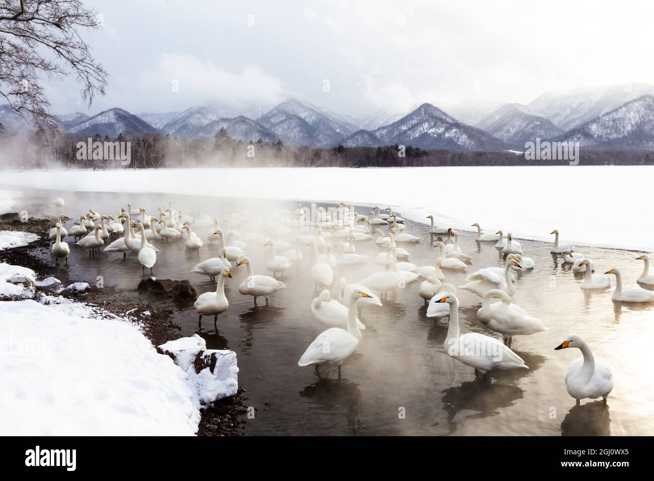 Asia, Japan, Hokkaido, Lake Kussharo, whooper swan, Cygnus cygnus. A ...