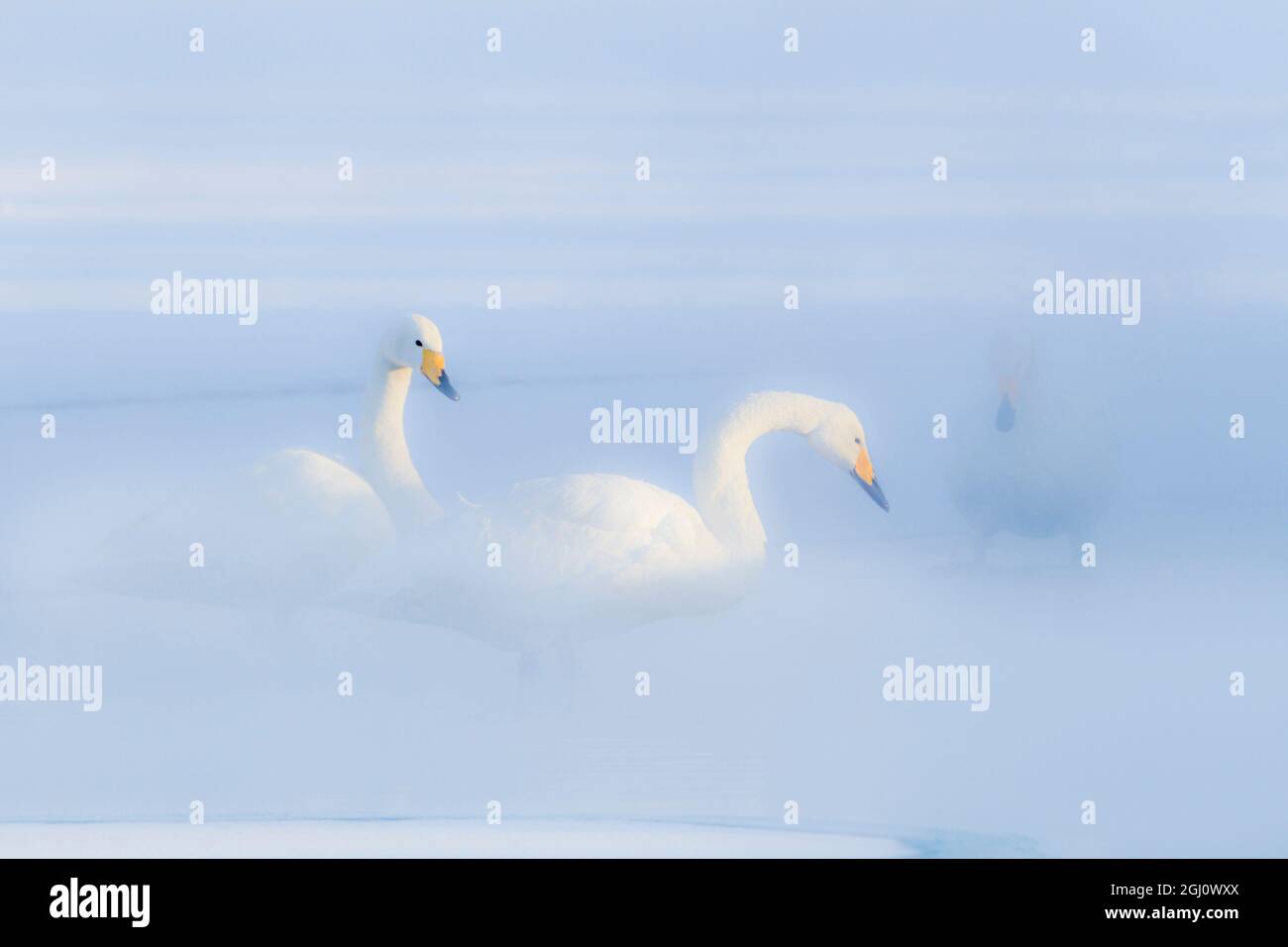 Asia, Japan, Hokkaido, Lake Kussharo, whooper swan, Cygnus cygnus ...