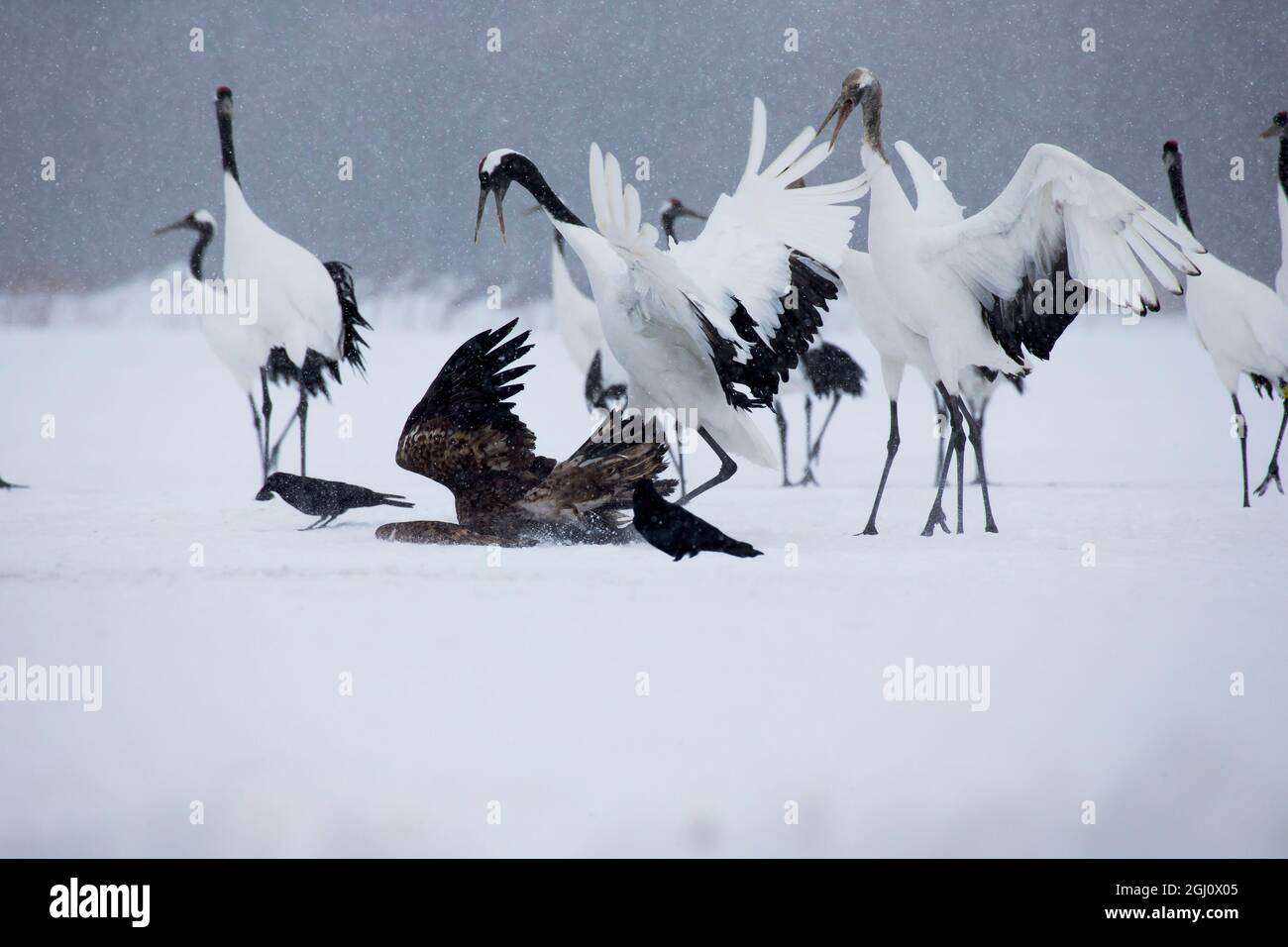 Asia, Japan, Hokkaido, Kushiro, Akan International Crane Center, red ...