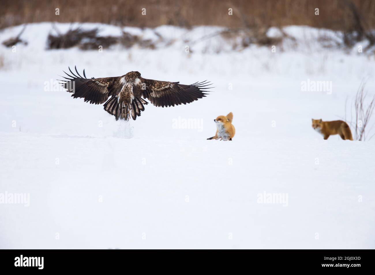 Asia, Japan, Hokkaido, Kushiro, Akan International Crane Center ...