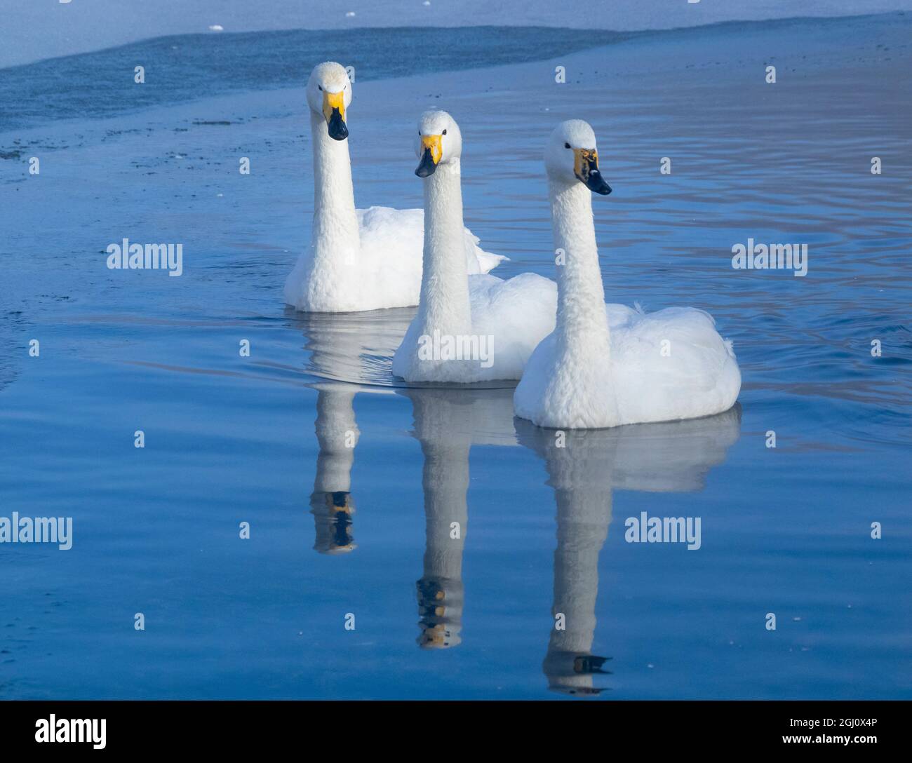 Asia, Japan, Hokkaido, Lake Kussharo, whooper swan, Cygnus cygnus ...