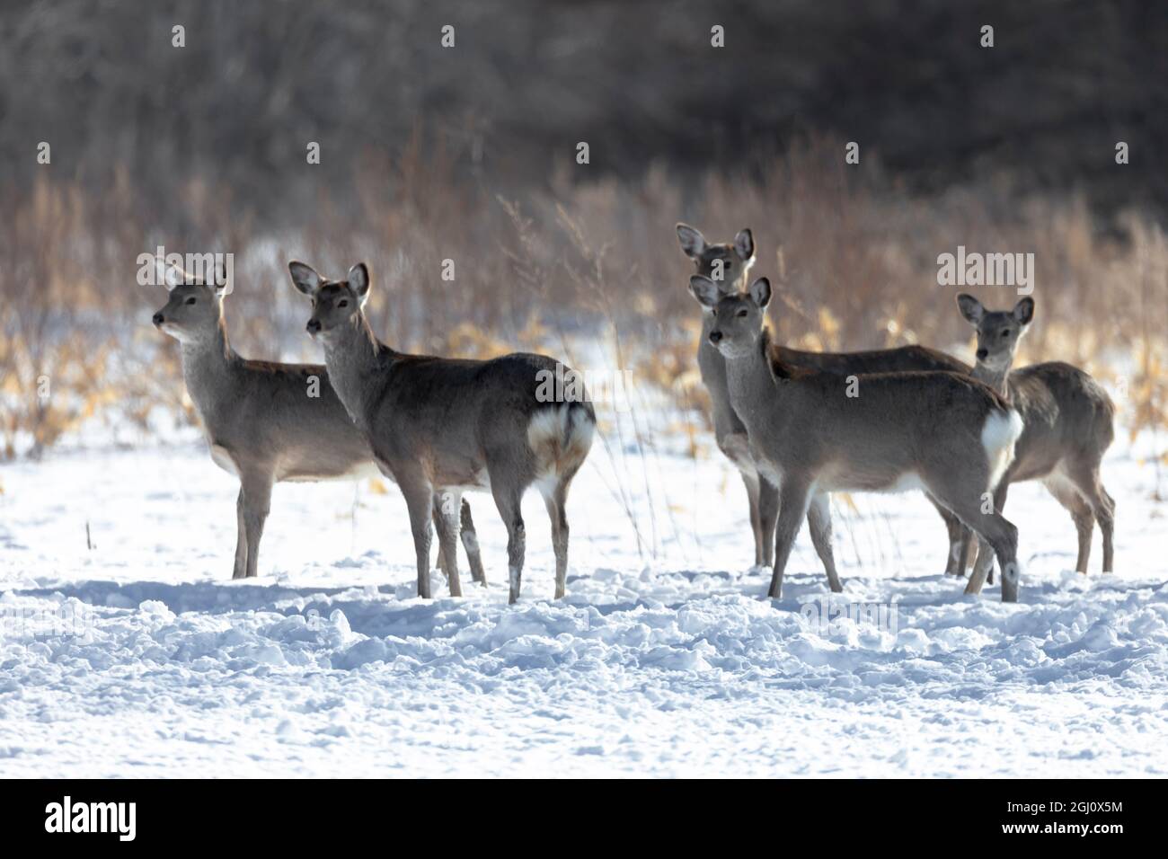 Asia, Japan, Hokkaido, Kushiro, Tsuri-Ito Red-crowned Crane Sanctuary ...