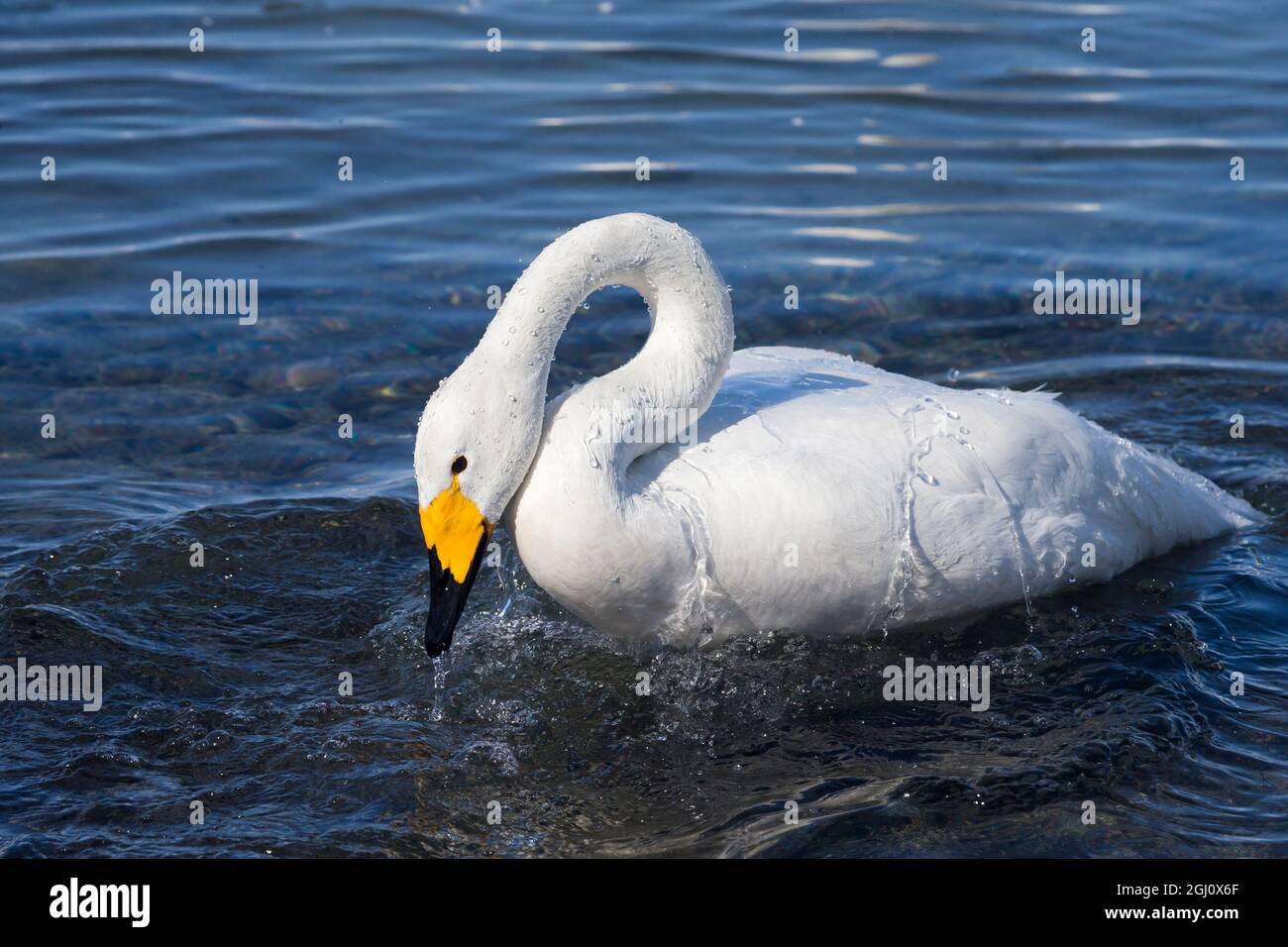 Thermal vent hi-res stock photography and images - Alamy