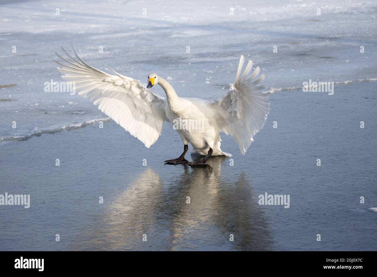 Awkward landing hi-res stock photography and images - Alamy