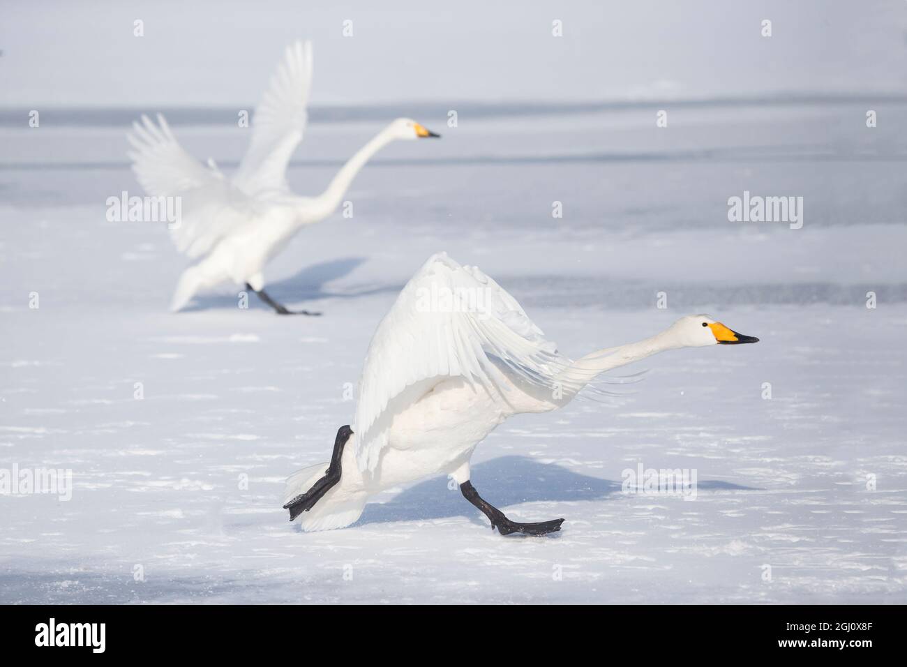 Whooper swans taking off hokkaido hi-res stock photography and images ...