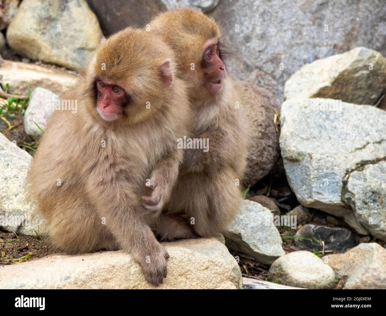 Asia, Japan, Nagano, Jigokudani Yaen Koen, Snow Monkey Park, Japanese ...