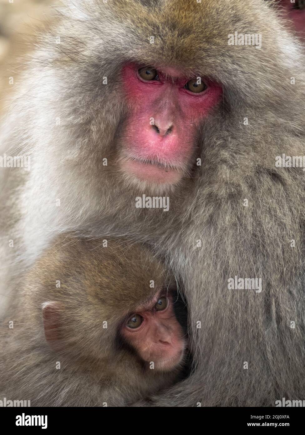 Asia, Japan, Nagano, Jigokudani Yaen Koen, Snow Monkey Park, Japanese ...