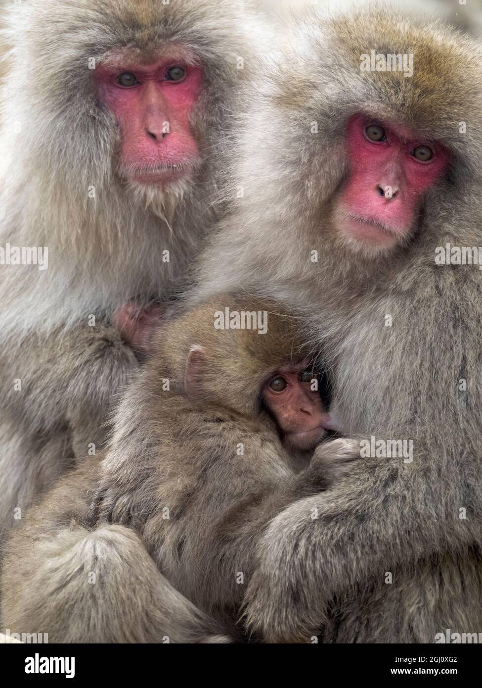 Asia, Japan, Nagano, Jigokudani Yaen Koen, Snow Monkey Park, Japanese ...