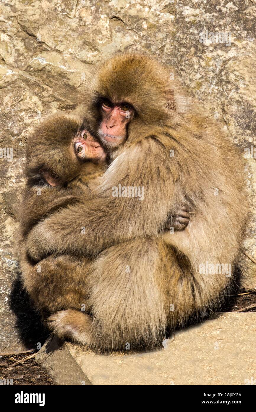 Asia, Japan, Yamanouchi, Jigokudani Monkey Park, Monkey Cuddling with ...