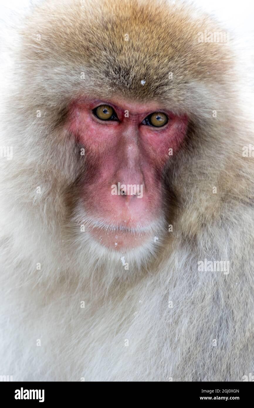 Asia, Japan, Yamanouchi, Jigokudani Monkey Park, Portrait of a Monkey ...