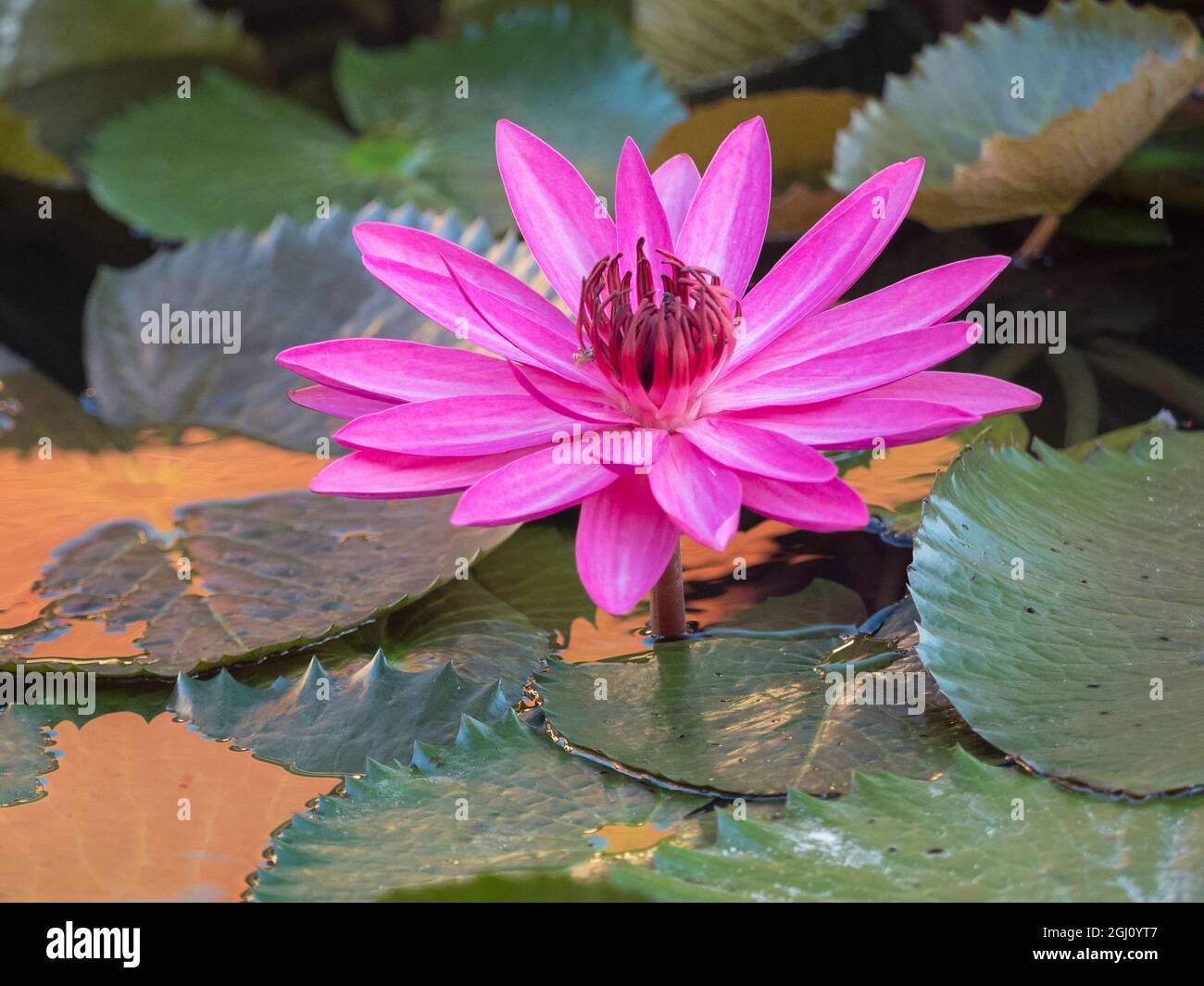 Vietnam, Mui Ne. Pink water lily Stock Photo - Alamy