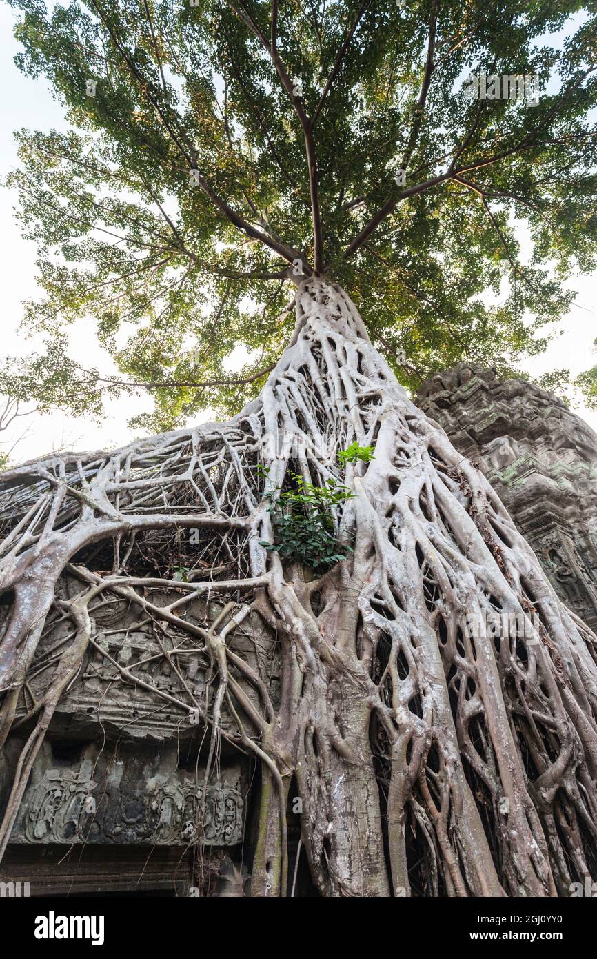 Cambodia, Angkor. Ta Prohm tree Stock Photo - Alamy