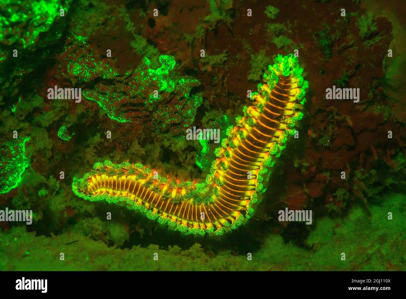 Fire Worm High Resolution Stock Photography and Images - Alamy
