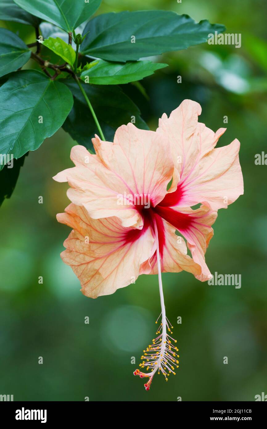 Asa wright nature center hi-res stock photography and images - Alamy