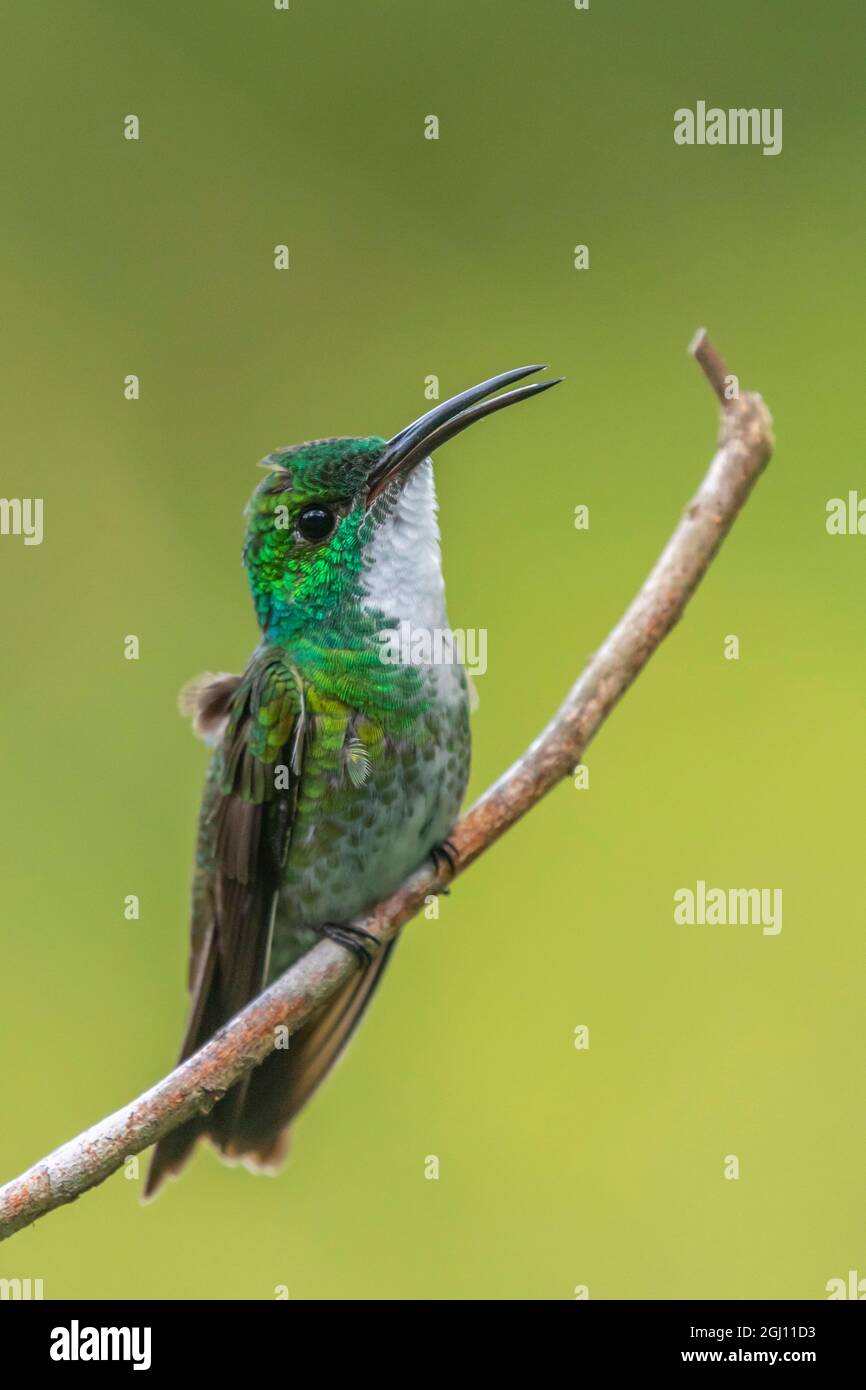 Caribbean, Trinidad, Asa Wright Nature Center. White-chested emerald ...